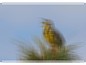 LOCAL FACTS: The Western Meadowlark | Columbia Basin Herald