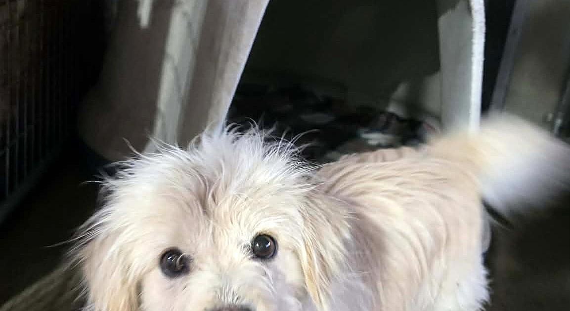 Little dog, big heart | Hagadone News Network