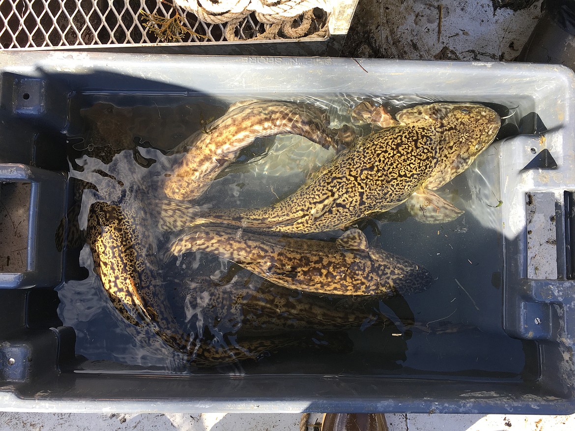 Burbot fishing is the perfect cure for cabin fever | Bonner County ...