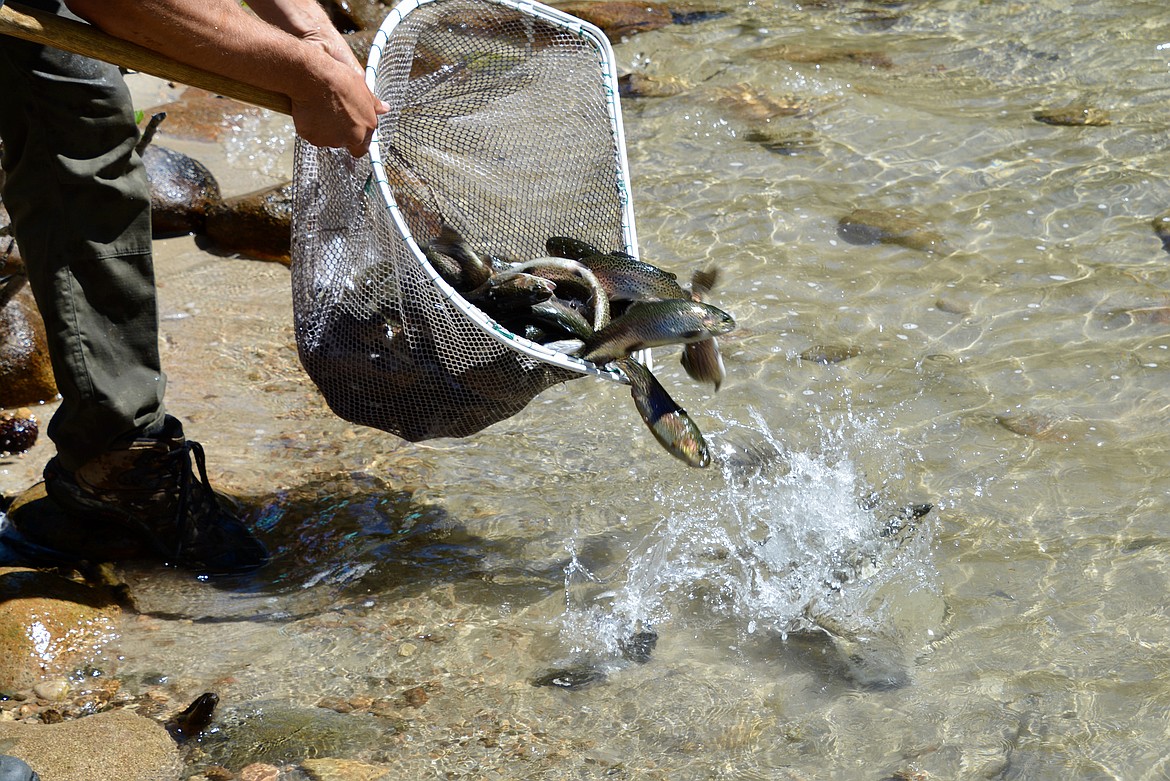 IDFG stocks Fernan, Cocolalla lakes with trout | Hagadone News Network