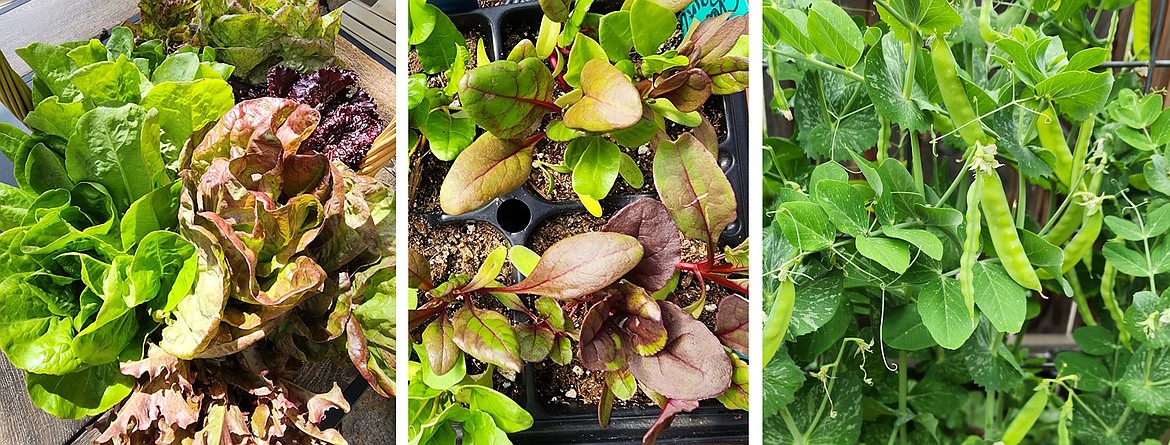 Short season, big harvests: The best crops for North Idaho | Hagadone ...
