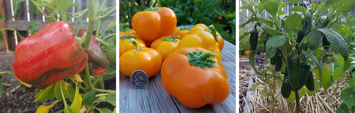 Short season, big harvests: The best crops for North Idaho | Coeur d ...