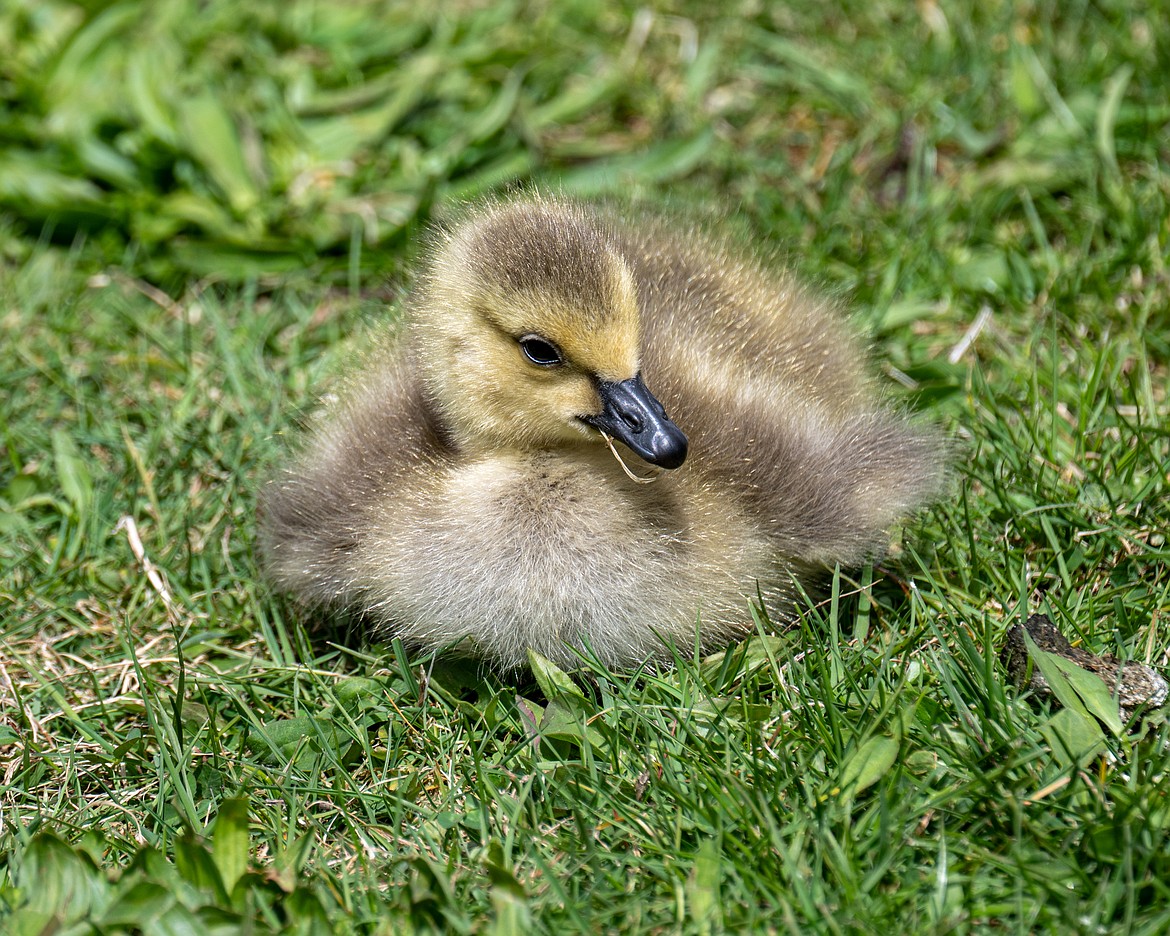 Look, don't touch | Bonner County Daily Bee