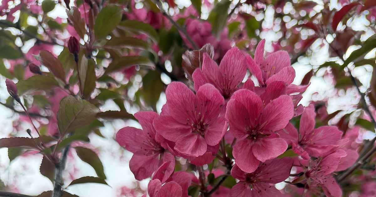 WEATHER: May 8-14 | Hagadone News Network