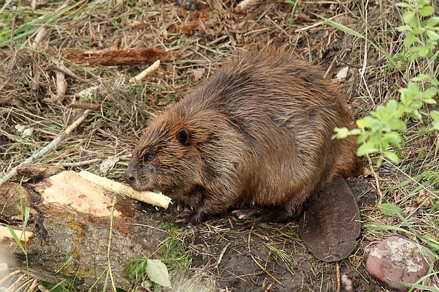 Audubon program to explore beavers' impacts on fisheries | Lake County ...