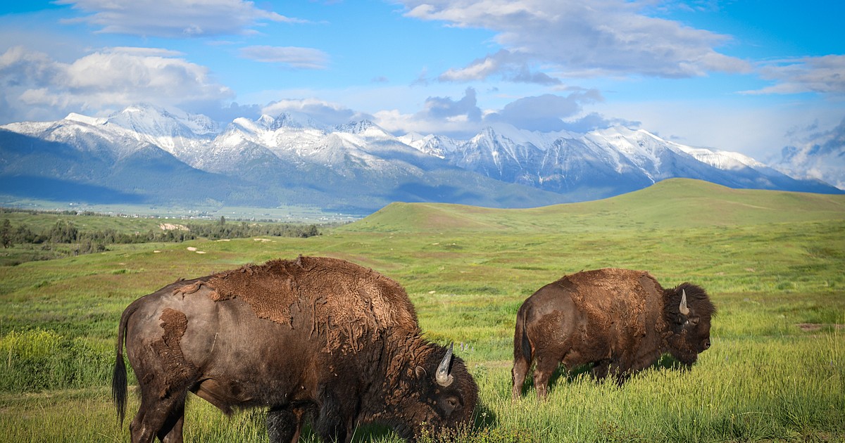 PHOTOS: A trip through the Bison Range | Daily Inter Lake