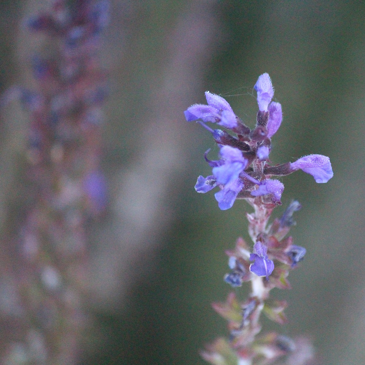 SUMMER BLOOM | Columbia Basin Herald
