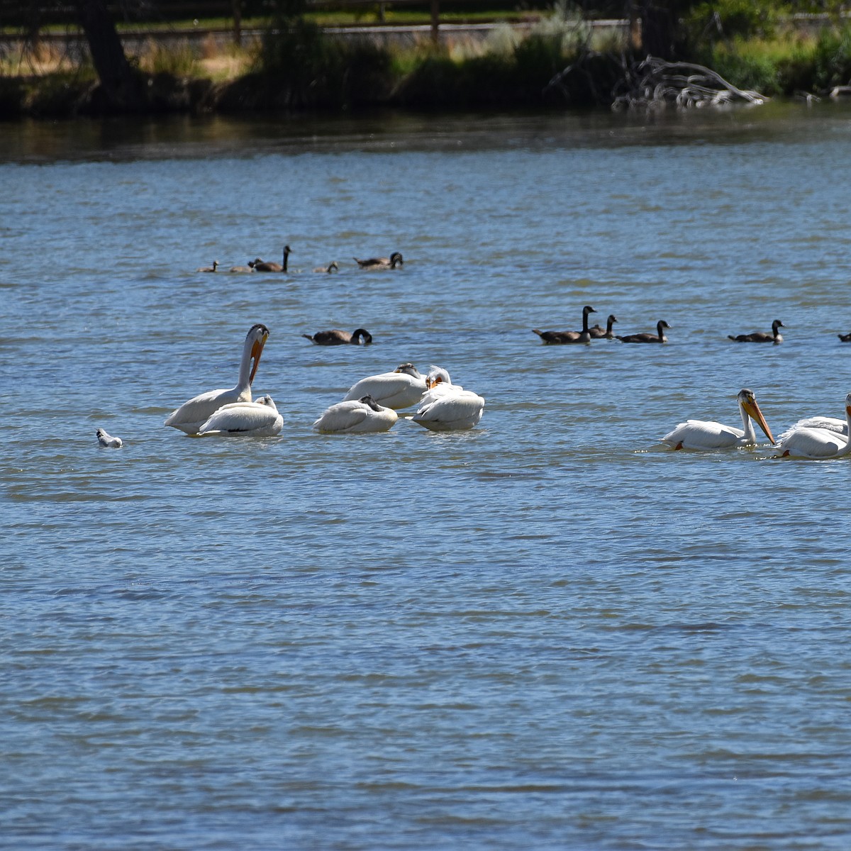 WHITE PELICANS ARRIVE | Columbia Basin Herald