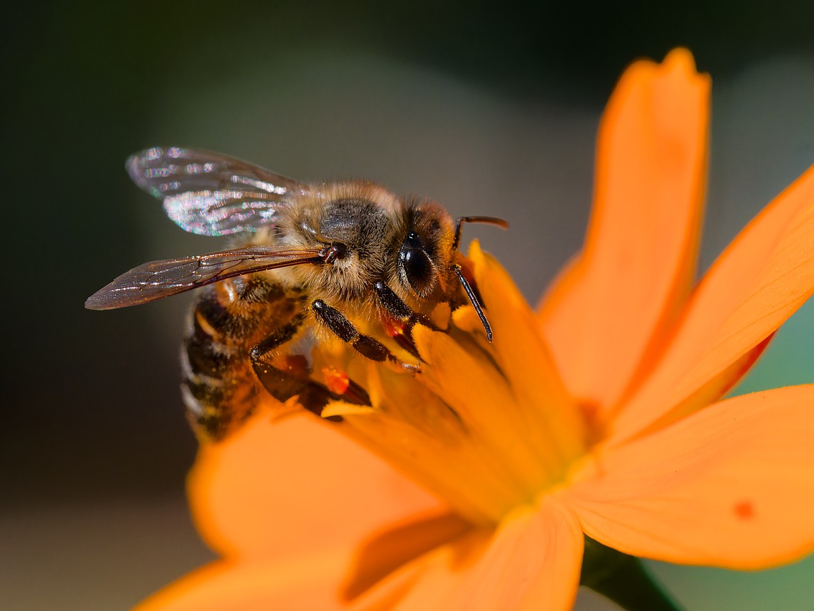 Don’t zap those pesky stinging pollinators, feed them instead | Bonner ...