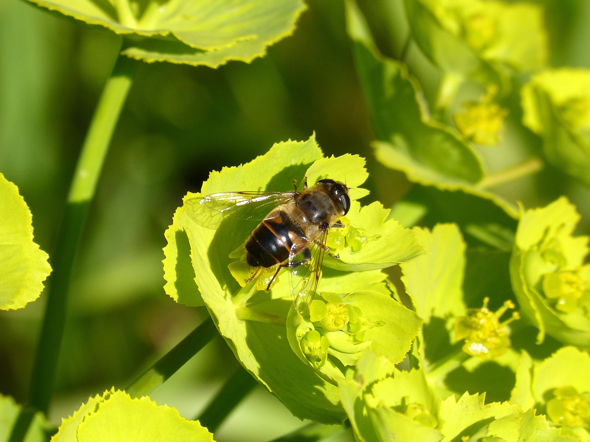 Don’t zap those pesky stinging pollinators, feed them instead | Bonner ...