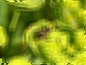 Don’t zap those pesky stinging pollinators, feed them instead | Bonner ...