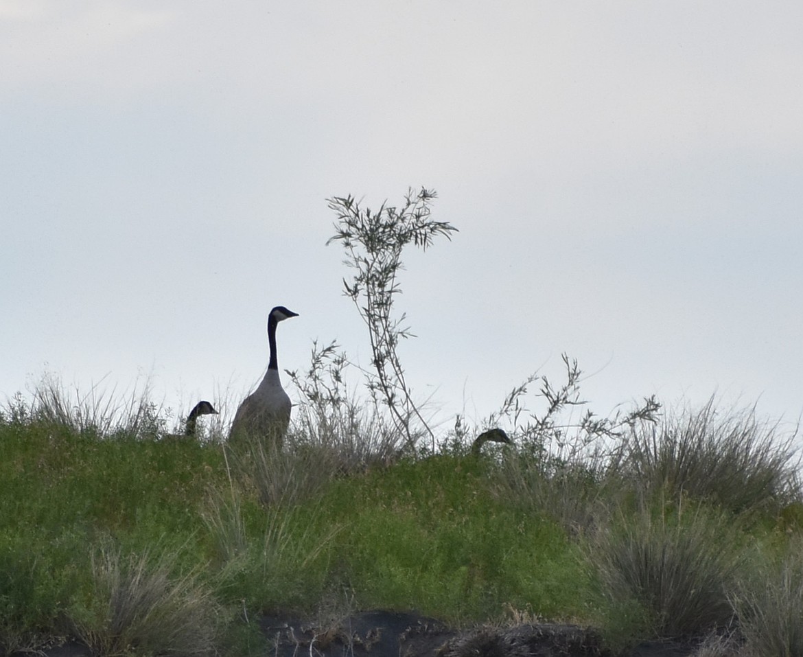 WEATHER: June 24-30, 2026 | Columbia Basin Herald