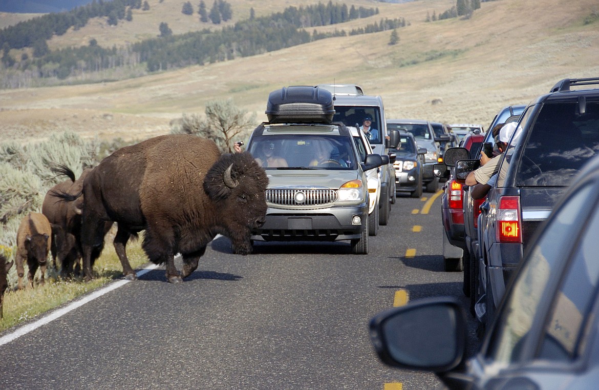 Yellowstone National Park to pilot automated shuttle program | Daily ...